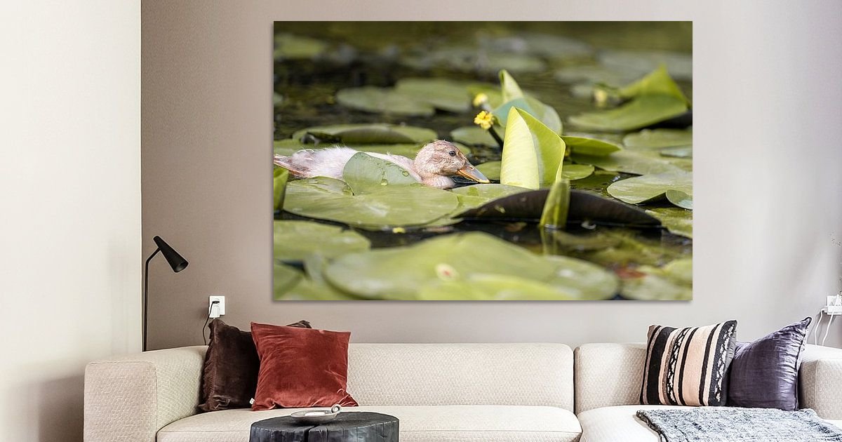 Eendje in een vijver omringd door waterlelies van Bas Leroy op canvas, behang en meer